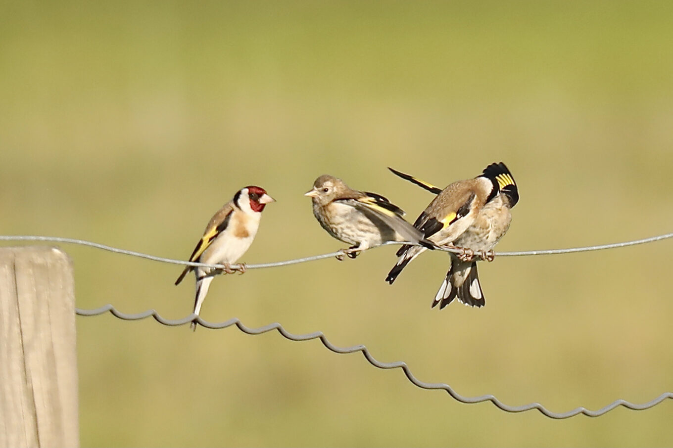 På fuglejakt i bibelhistorien - Agenda 316